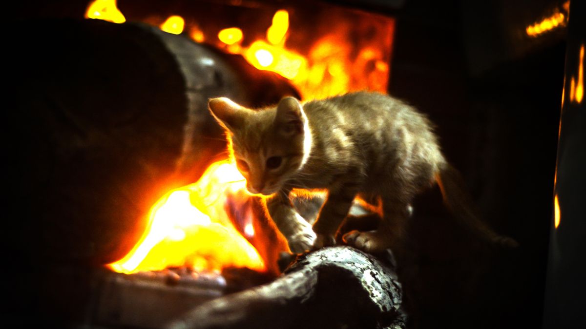 How to Treat a Cat That is Burned: Tips and Guidelines | HowStuffWorks