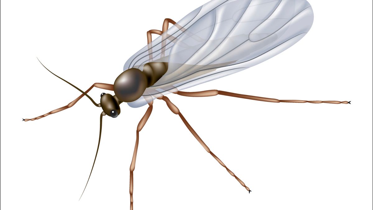 Eliminating Fungus Gnats: Treatment Options | HowStuffWorks