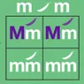 What Is a Punnett Square?