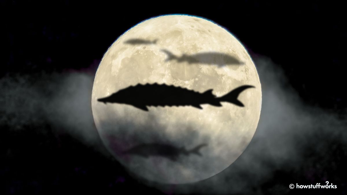 Why August's Moon Is Known as the Sturgeon Moon | HowStuffWorks