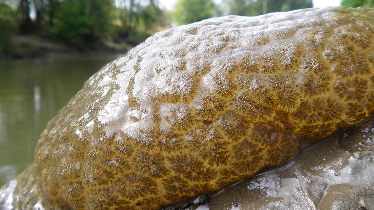 What's Up With This Brain-shaped Blob Found in a Canadian Lagoon ...