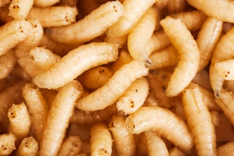 Mrsa Maggots