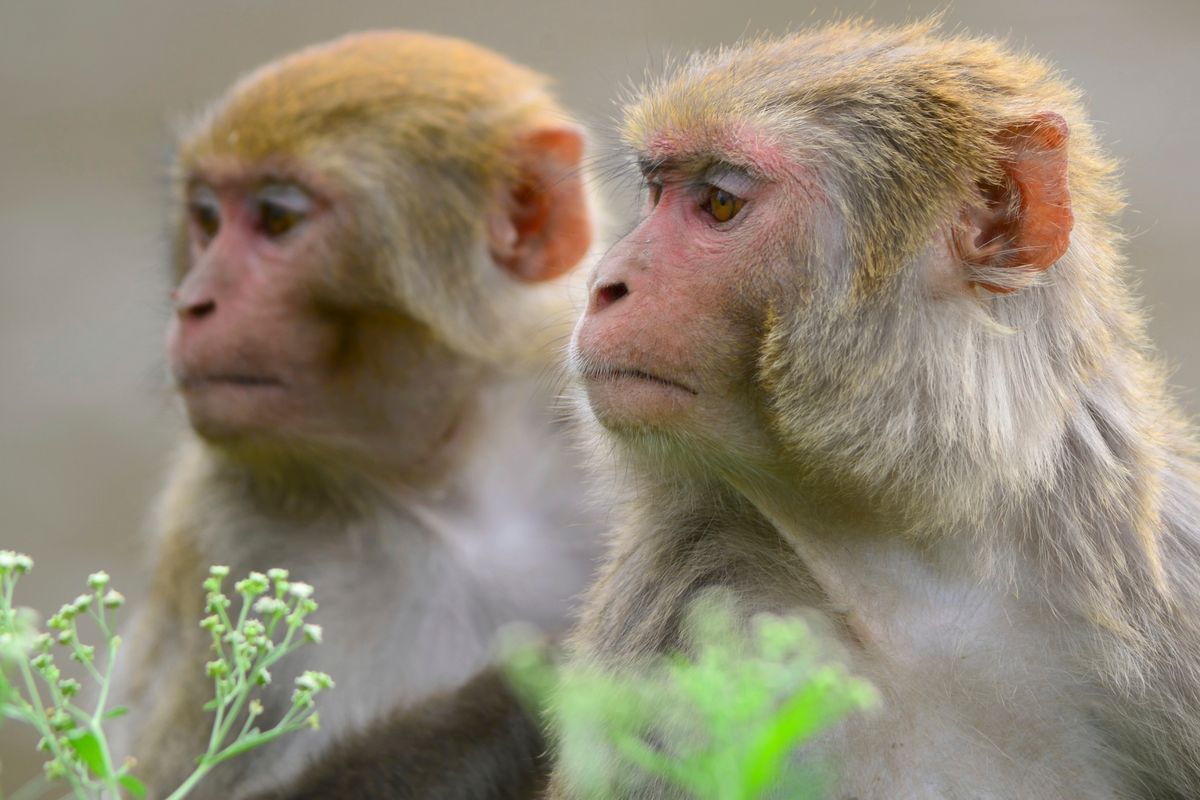 Are monkeys superstitious? | HowStuffWorks