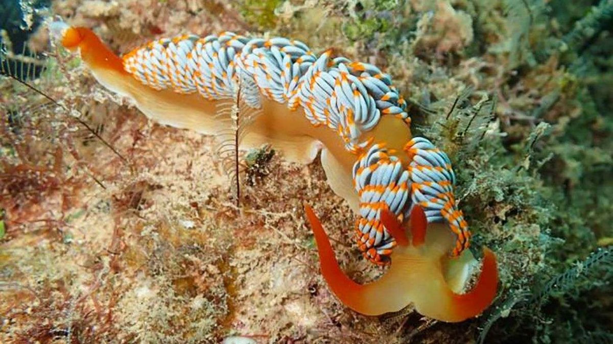 This Gorgeous New Sea Slug Species Needs a Name | HowStuffWorks