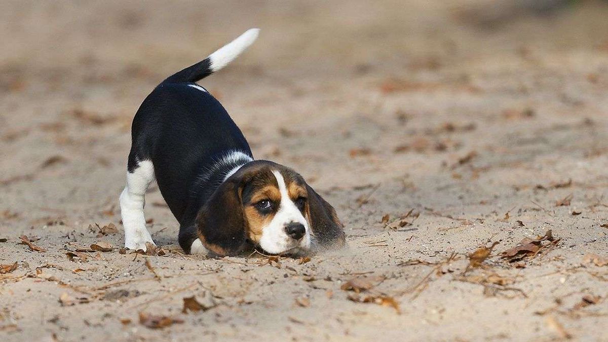 The Weird, Painful Condition That Stops Dog Tails From Wagging ...