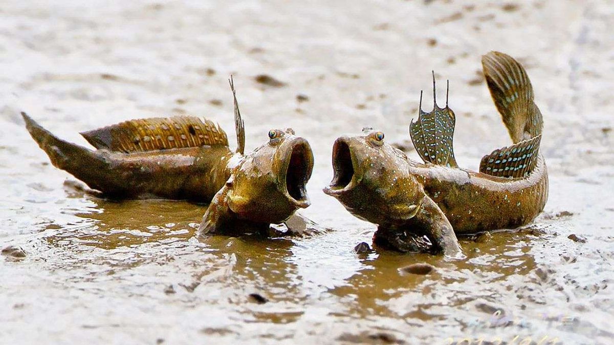Mudskipper Robot Helps Show How Vertebrates Evolved to Walk on Land ...