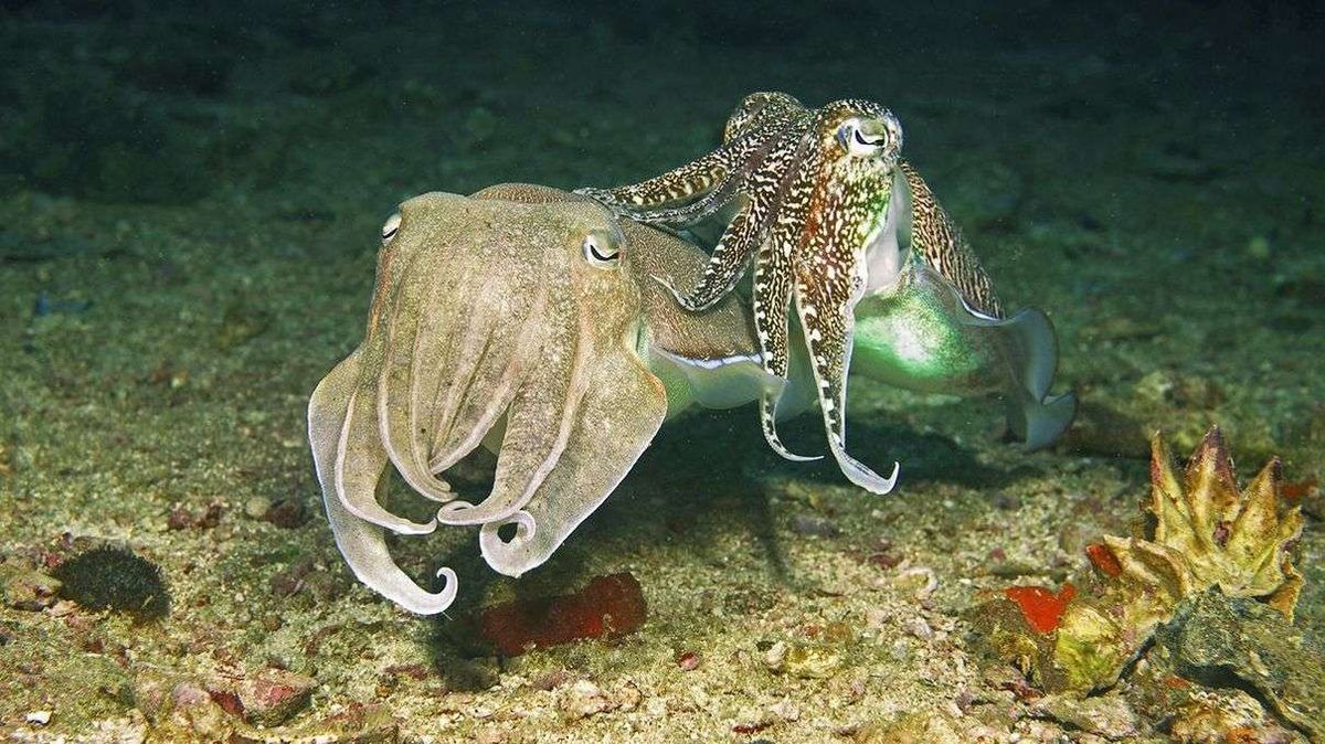 Fascinating Discovery Reveals How Cephalopod Eyes Detect Color ...