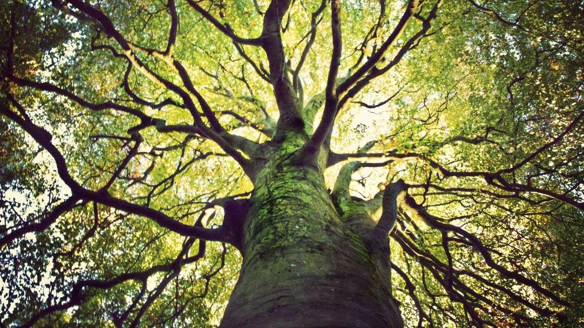 10 Fascinating Facts About the New 'Tree of Life' Evolution Chart ...
