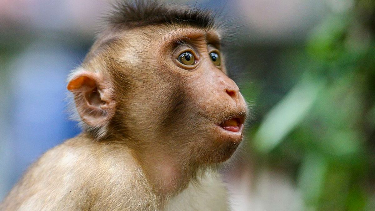 Monkeys Have the Anatomy for 'Human' Speech, But Not the Brains ...