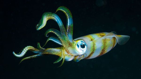 Fascinating Discovery Reveals How Cephalopod Eyes Detect Color ...