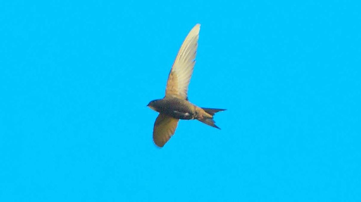 This Tiny Bird Can Fly for 10 Months Without Landing, Biologists ...