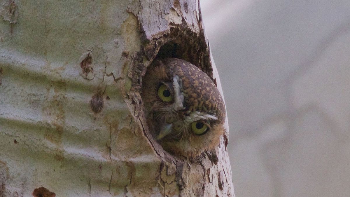 Meet the World's Smallest, Toughest Owl | HowStuffWorks
