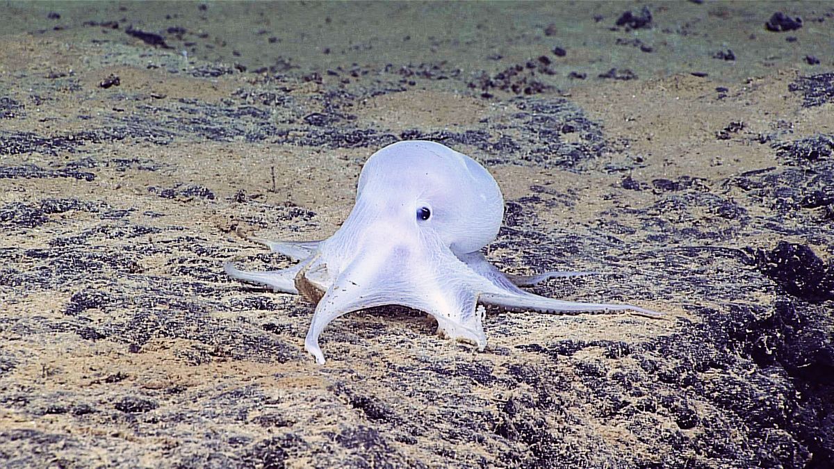 Do Large Undiscovered Species Still Exist? | HowStuffWorks