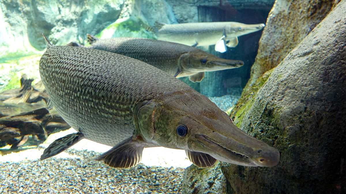 Alligator Gar: 100 Million Years Old and Still Kicking | HowStuffWorks