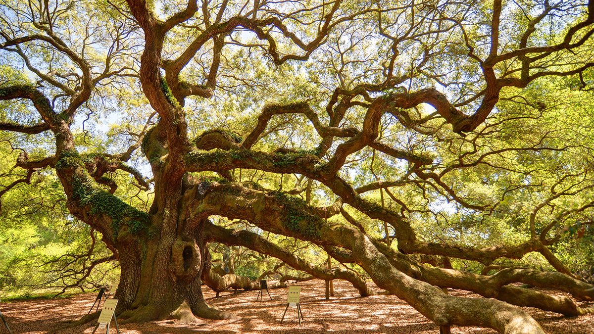 Massive 'Angel Oak' Has Witnessed 500 Years of South Carolina History ...