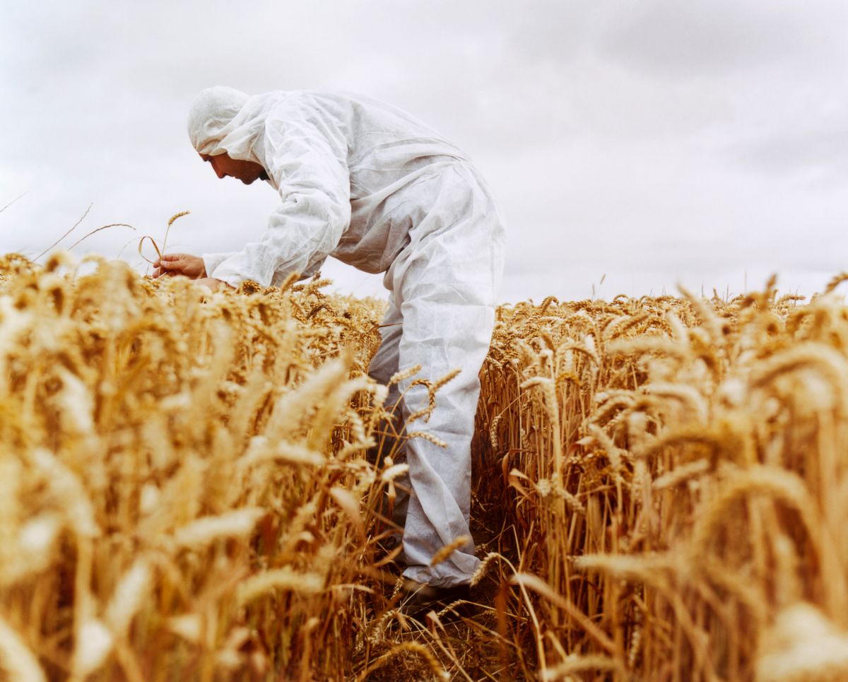Is all of today's wheat technically artificial? | HowStuffWorks