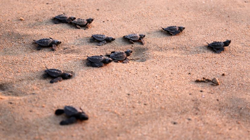 Fun-Filled Turtle Watching In Puerto Rico | MapQuest Travel