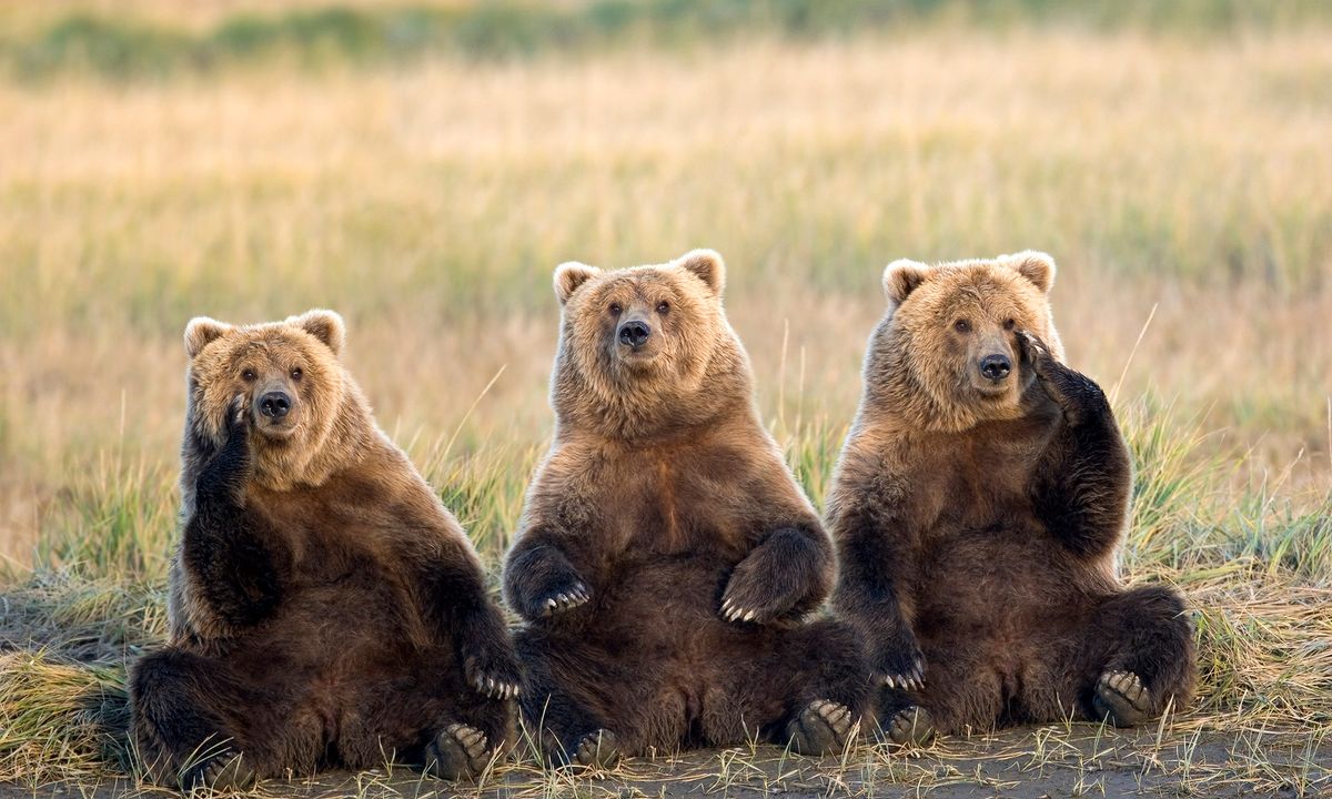 The Ultimate Bear Quiz | HowStuffWorks