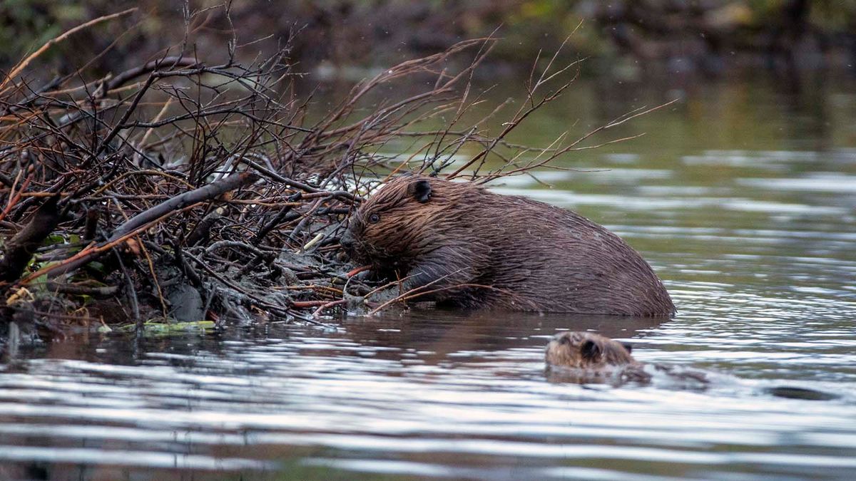 Beaver Lodge And Dam
