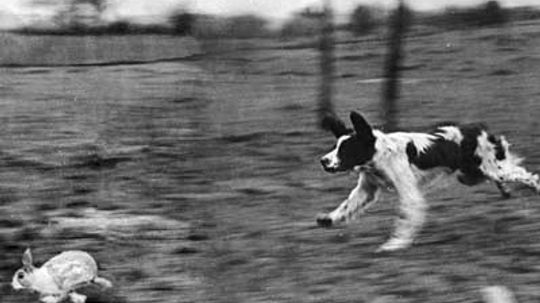 What Is The Best Rabbit Hunting Dog