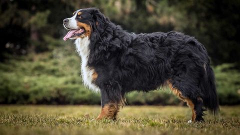 Are Bernese Mountain Dogs A Giant Breed