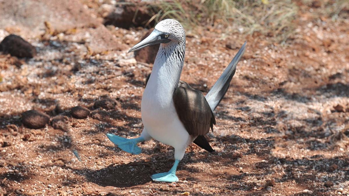 Baby Blue Footed Booby