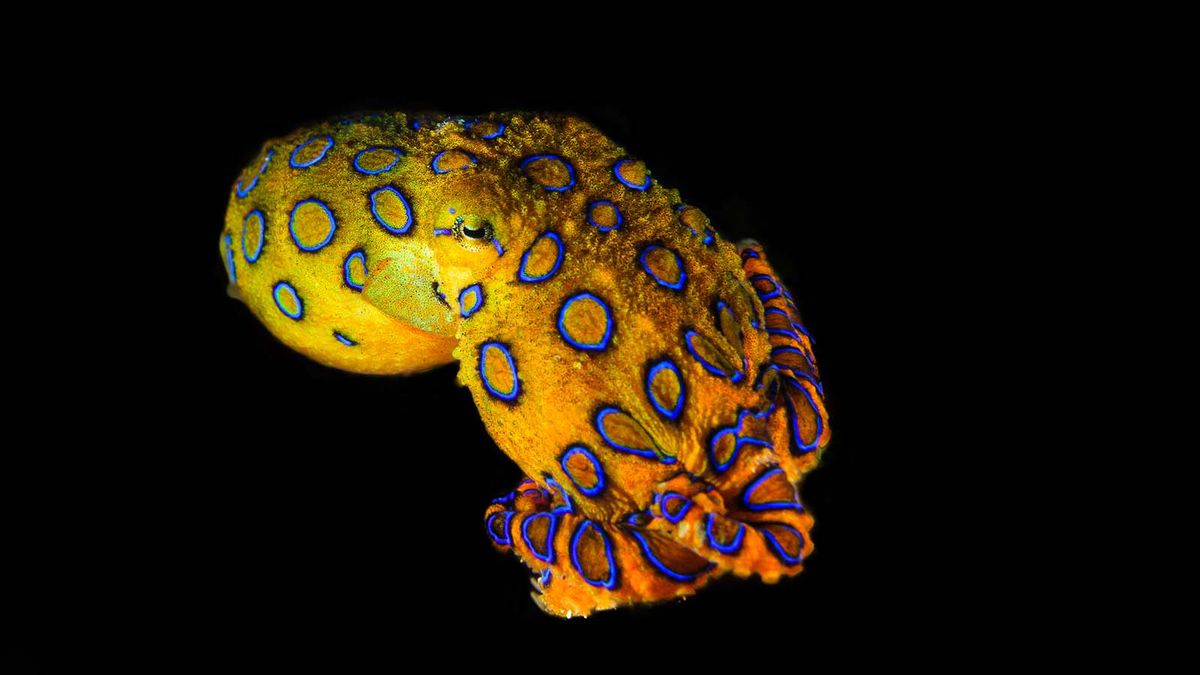 Blue Ringed Octopus Baby