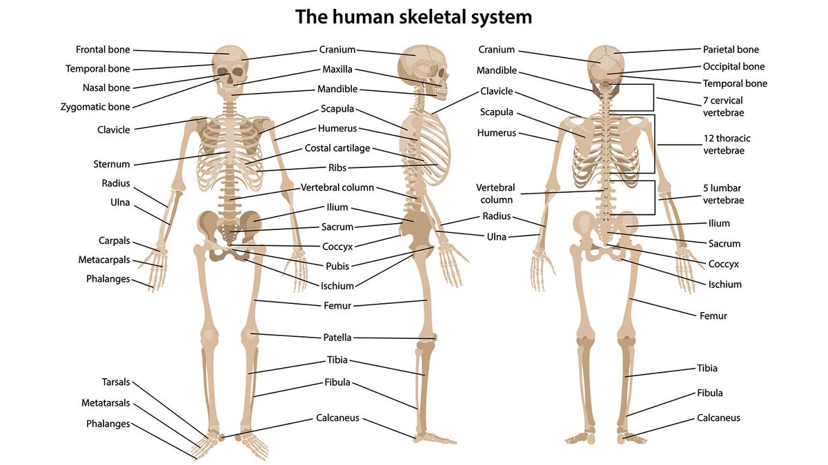 Human Body Parts List Bones