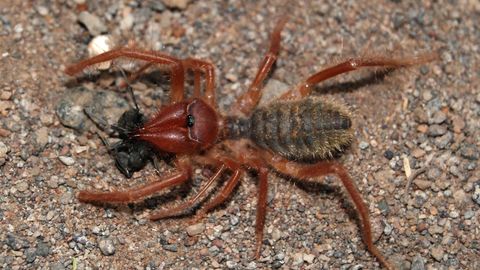 Camel Spider Eating Mouse