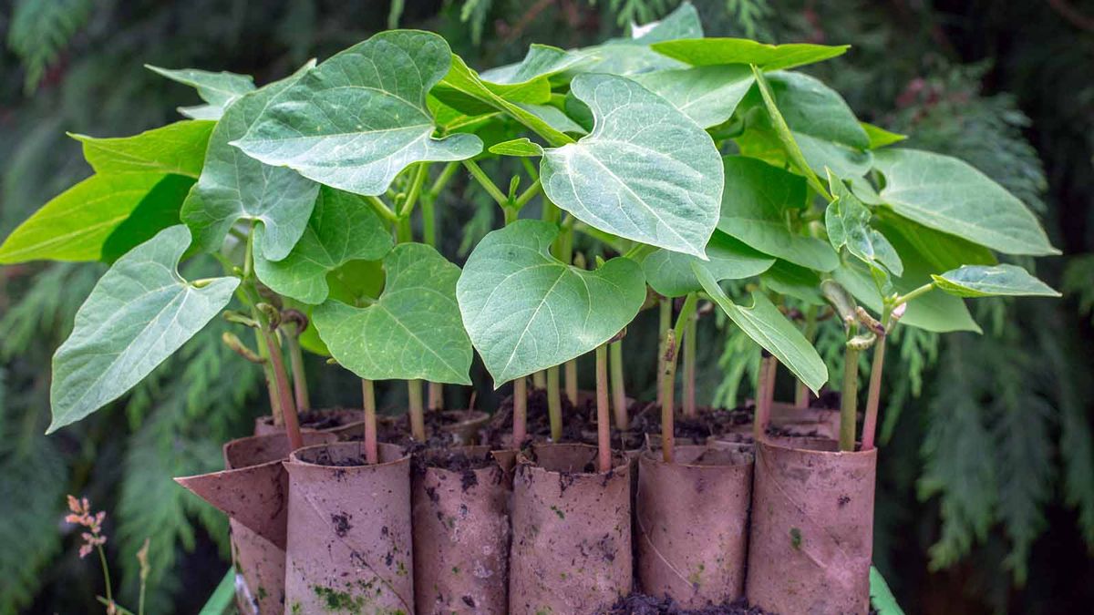 Uses For Cardboard Tubes