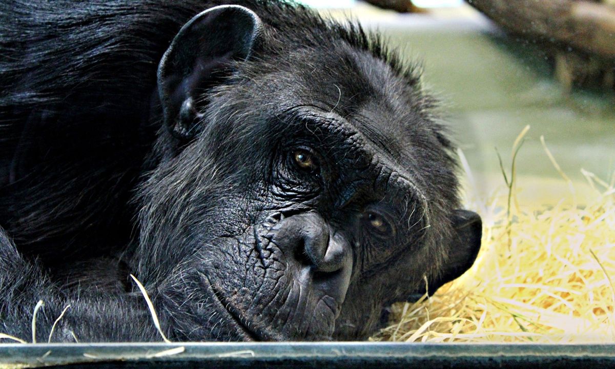 What happens to chimps used in medical research? | HowStuffWorks
