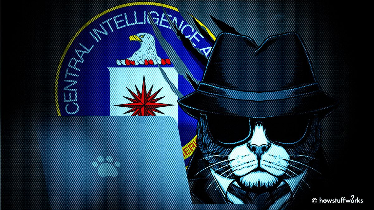 'Acoustic Kitty': When the CIA Tried to Make a Cat Into a Spy ...