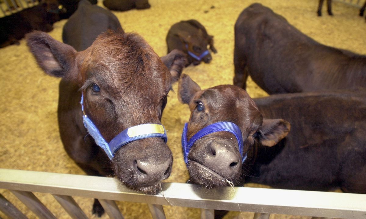 How do I know if I'm eating cloned meat? | HowStuffWorks