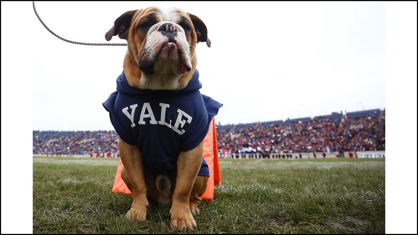 The Best, the Worst and the Weirdest College Mascots (and Why We Love ...