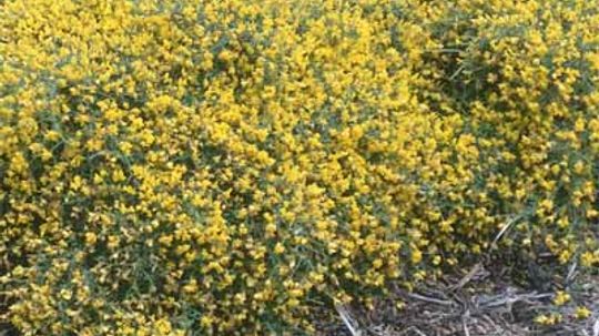 Specialty Gardens | HowStuffWorks