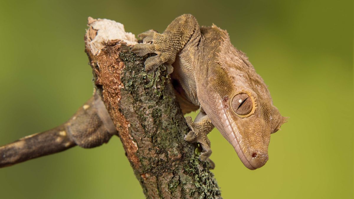 The Cute Crested Gecko, Once Thought Extinct, Is Now Bred by the ...