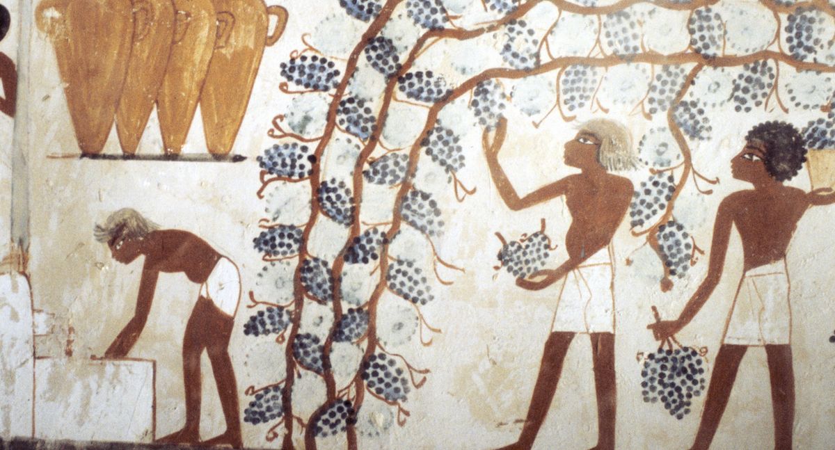 How did people discover wine? | HowStuffWorks