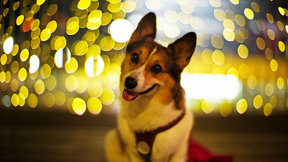 Why Do Dogs Tilt Their Heads? | HowStuffWorks