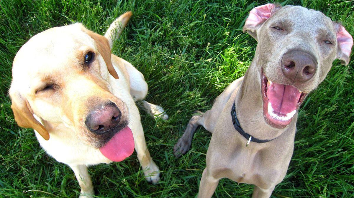 Dogs Make More Expressive Faces When Humans Are Watching | HowStuffWorks