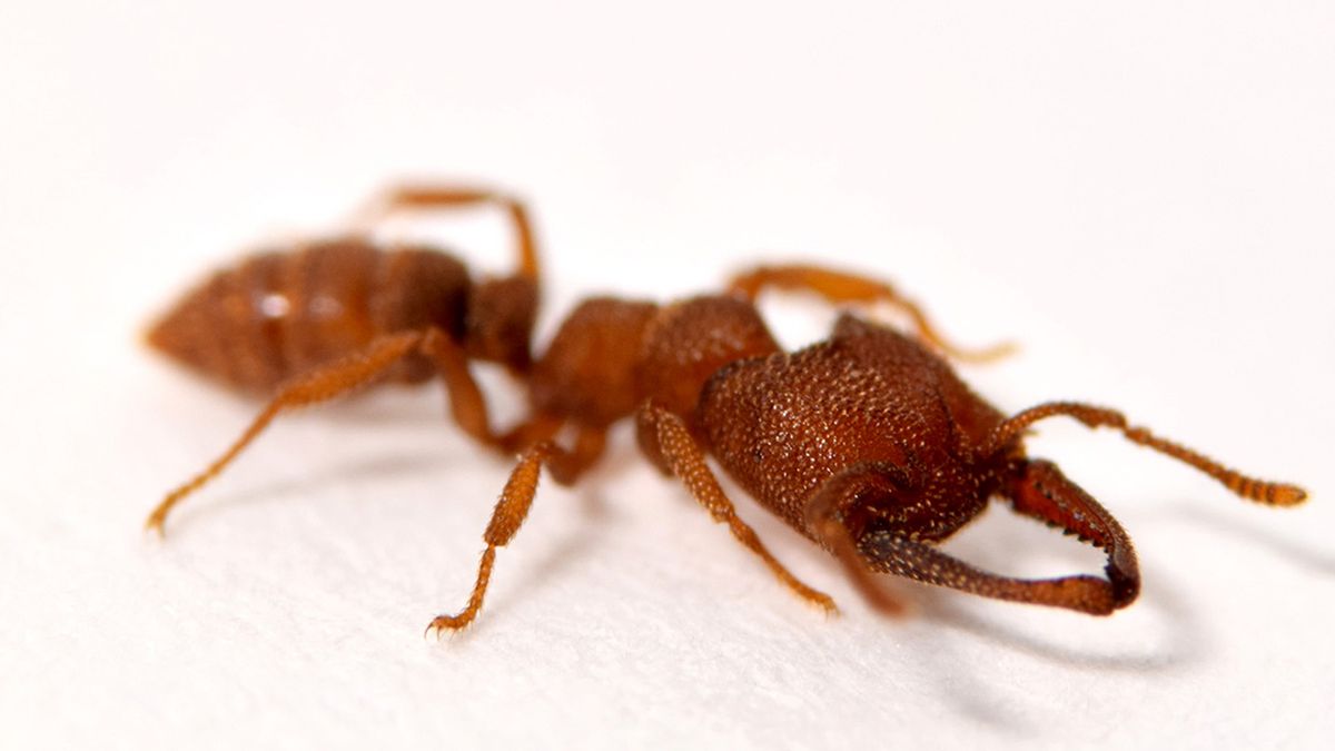 Dracula Ant Is 5,000 Times Faster Than the Blink of an Eye | HowStuffWorks