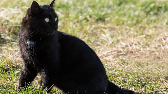 Folklore & Superstition | HowStuffWorks | Page: 3