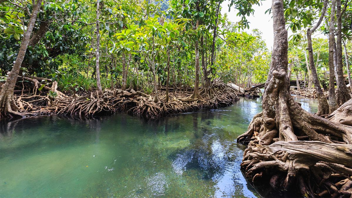 Every Single Living Thing Is Part of an Ecosystem. Here's How They Work ...