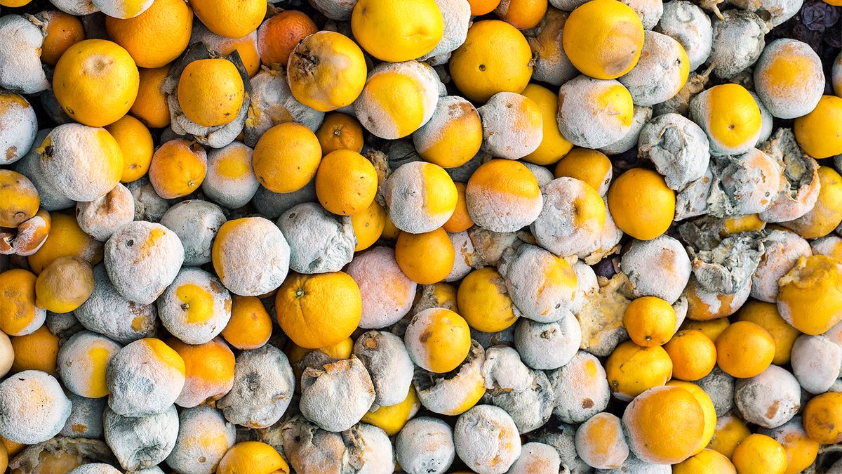 The Fungi Amongi Are the Great Decomposers | HowStuffWorks