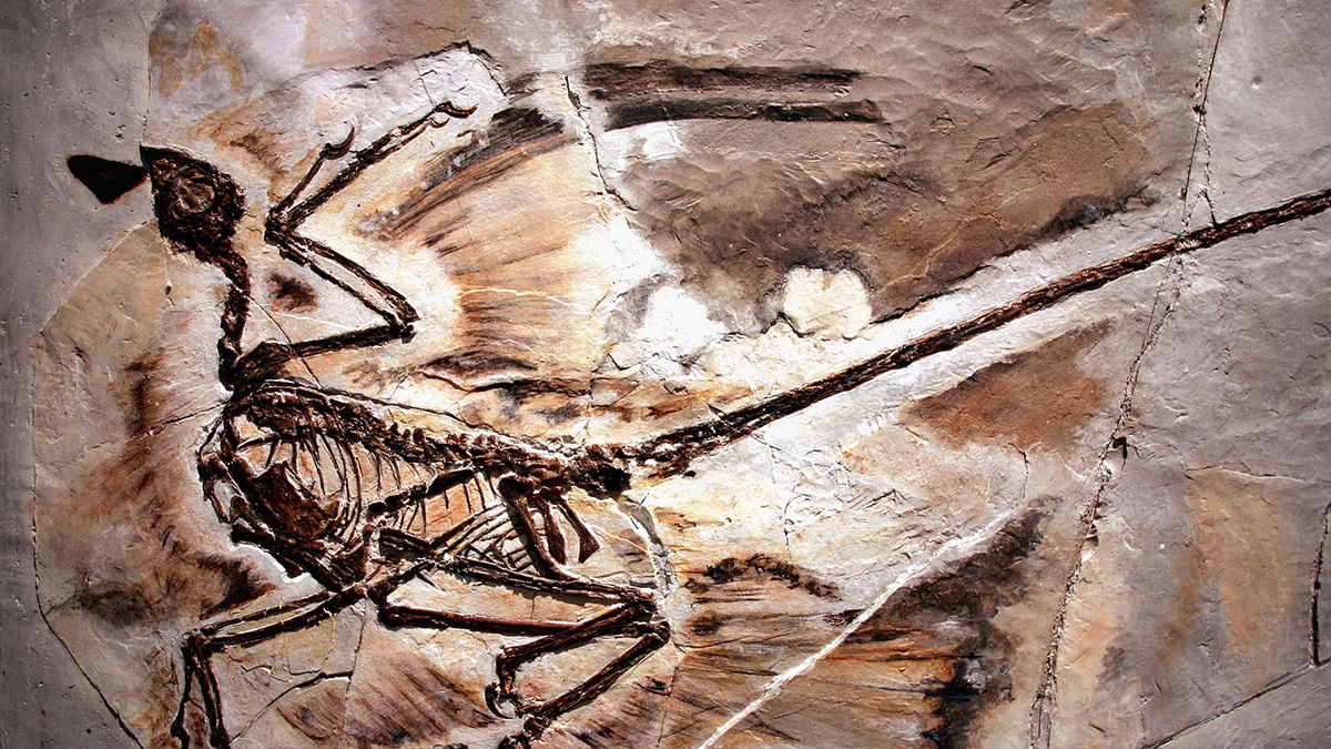 Velociraptor Alert: The Feathered Dinosaur Quiz | HowStuffWorks