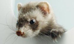 How to Clean Your Ferret | HowStuffWorks