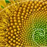Why Does the Fibonacci Sequence Appear So Often in Nature?