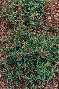 Firecracker Plant: A Profile of an Annual Flower | HowStuffWorks