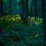 Synchronous Fireflies Will Perform Spring Smoky Mountain Light Show