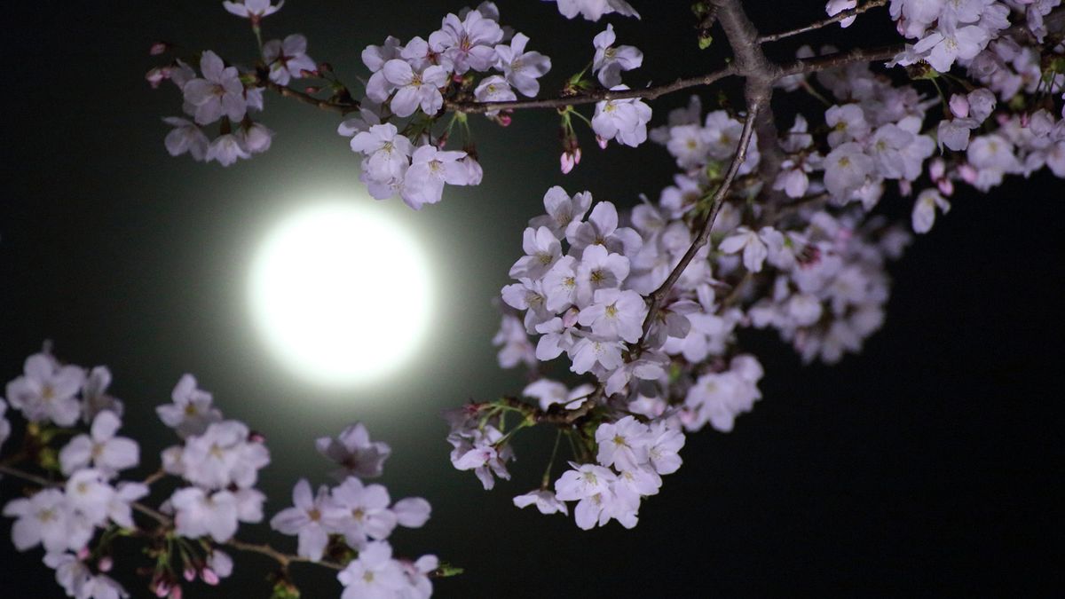 May's Full Moon Is the Flower Moon | HowStuffWorks