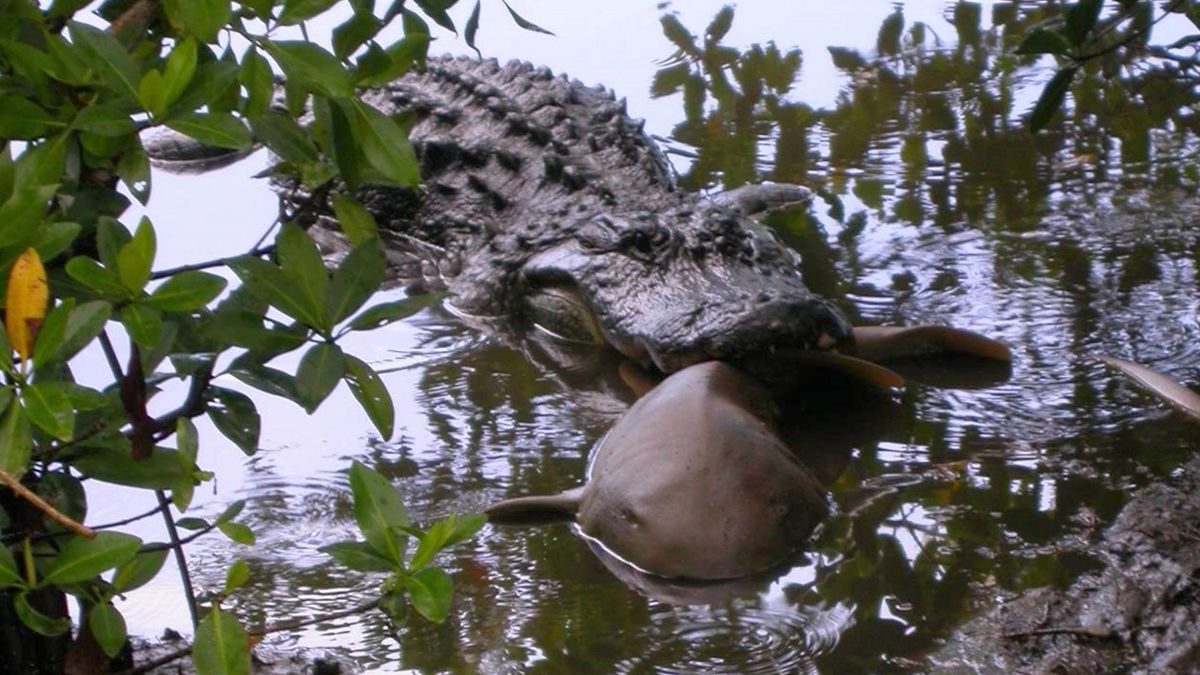 Jaws and Claws: Alligators Eat Small Sharks More Often Than We Thought ...